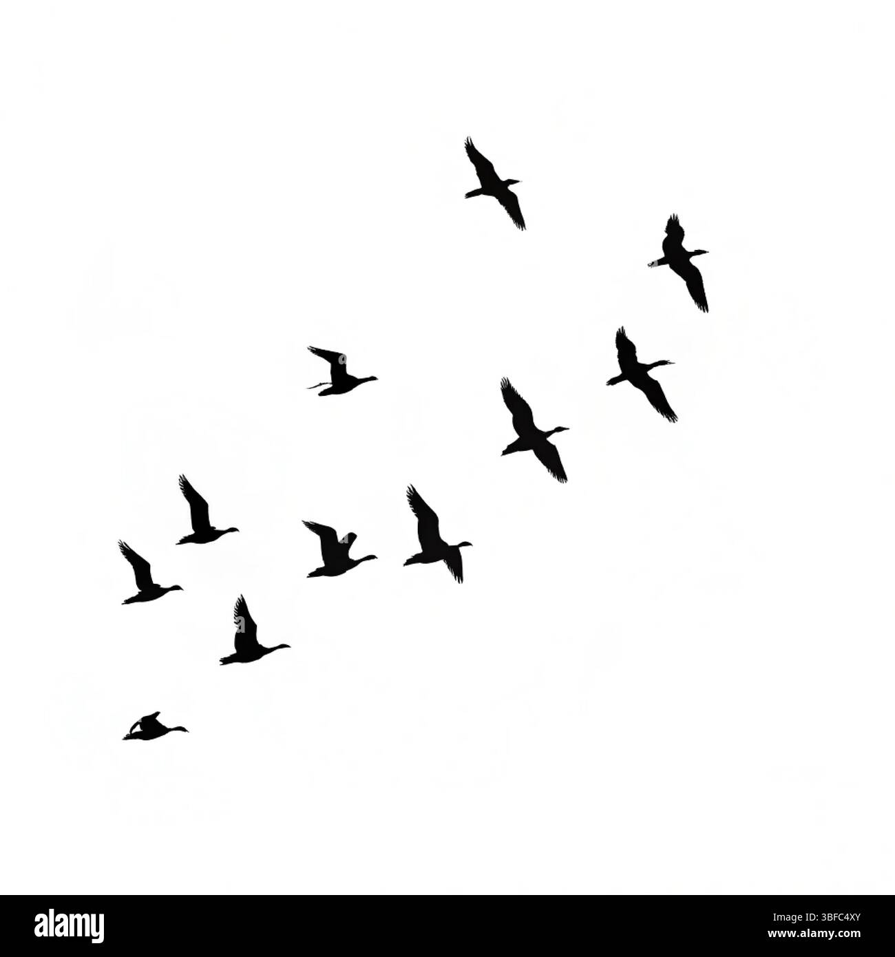 Svg bird set hi-res stock photography and images - Alamy