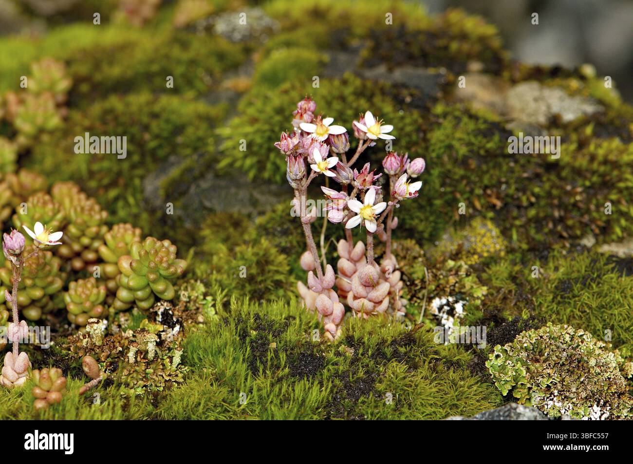 Alpine plant community (Sedum Stock Photo - Alamy