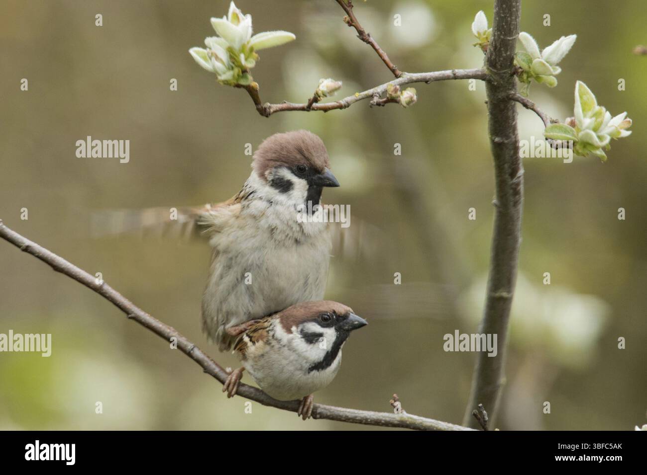 Passer person hi-res stock photography and images - Alamy