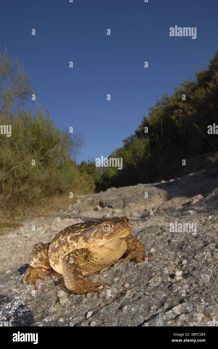 Mediterranean green toad (Bufo bufo spinolosus Stock Photo - Alamy