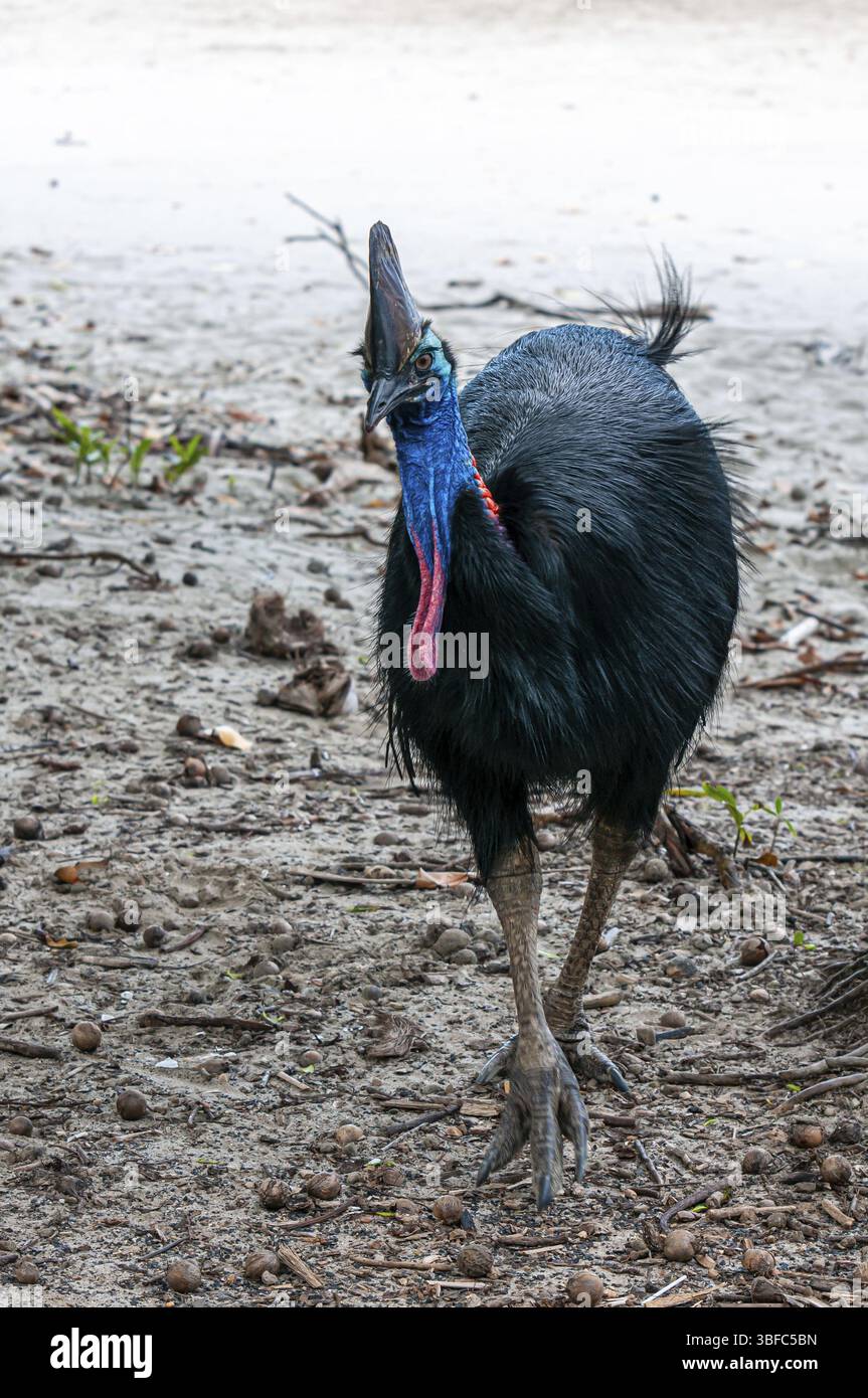 Helmeted Cassowary (Casuarius casuarius Stock Photo - Alamy