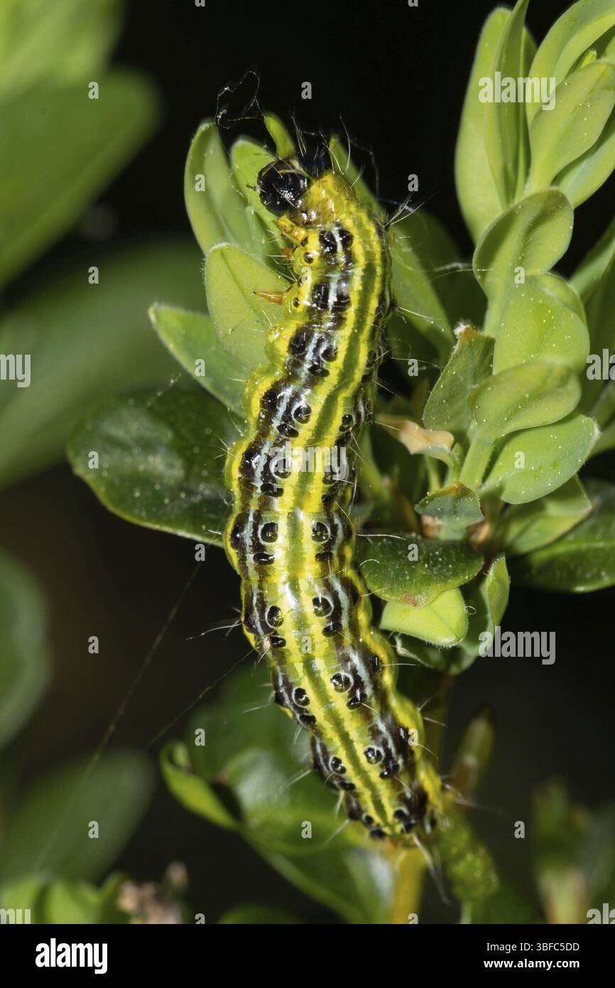 Box tree moth (Cydalima perspectalis Stock Photo - Alamy