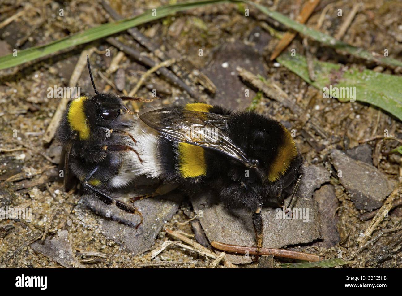 Large earth bumblebee (Bombus terrestris Stock Photo - Alamy