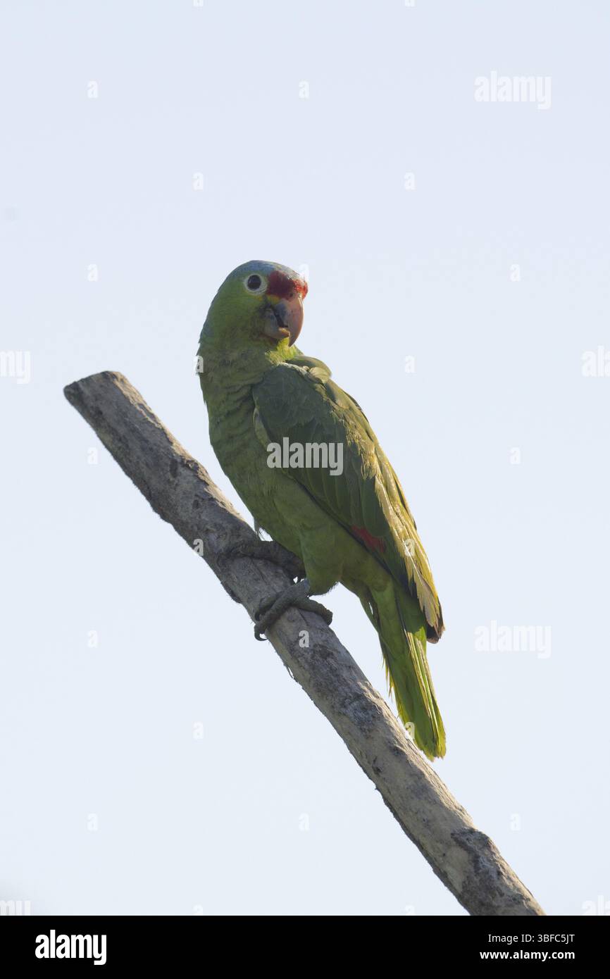 Yellow-cheeked Amazon (Amazona autumnalis Stock Photo - Alamy