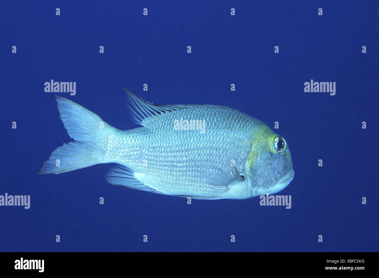 Bigeye street sweeper (Monotaxis grandoculis Stock Photo - Alamy