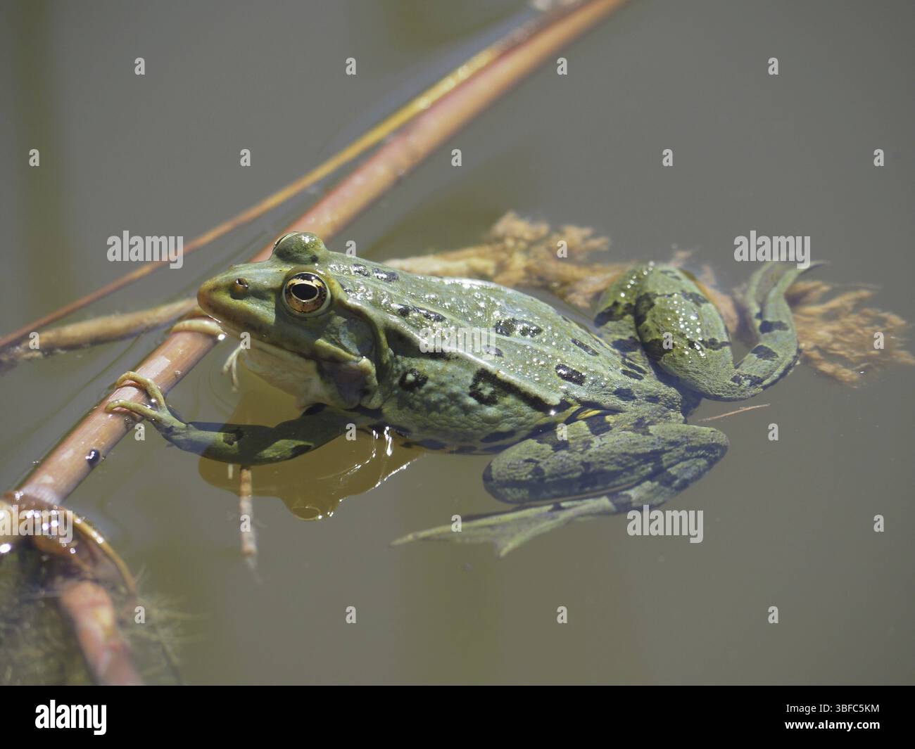 Pool frog (Pelophylax lessonae Rana lessonae Stock Photo - Alamy