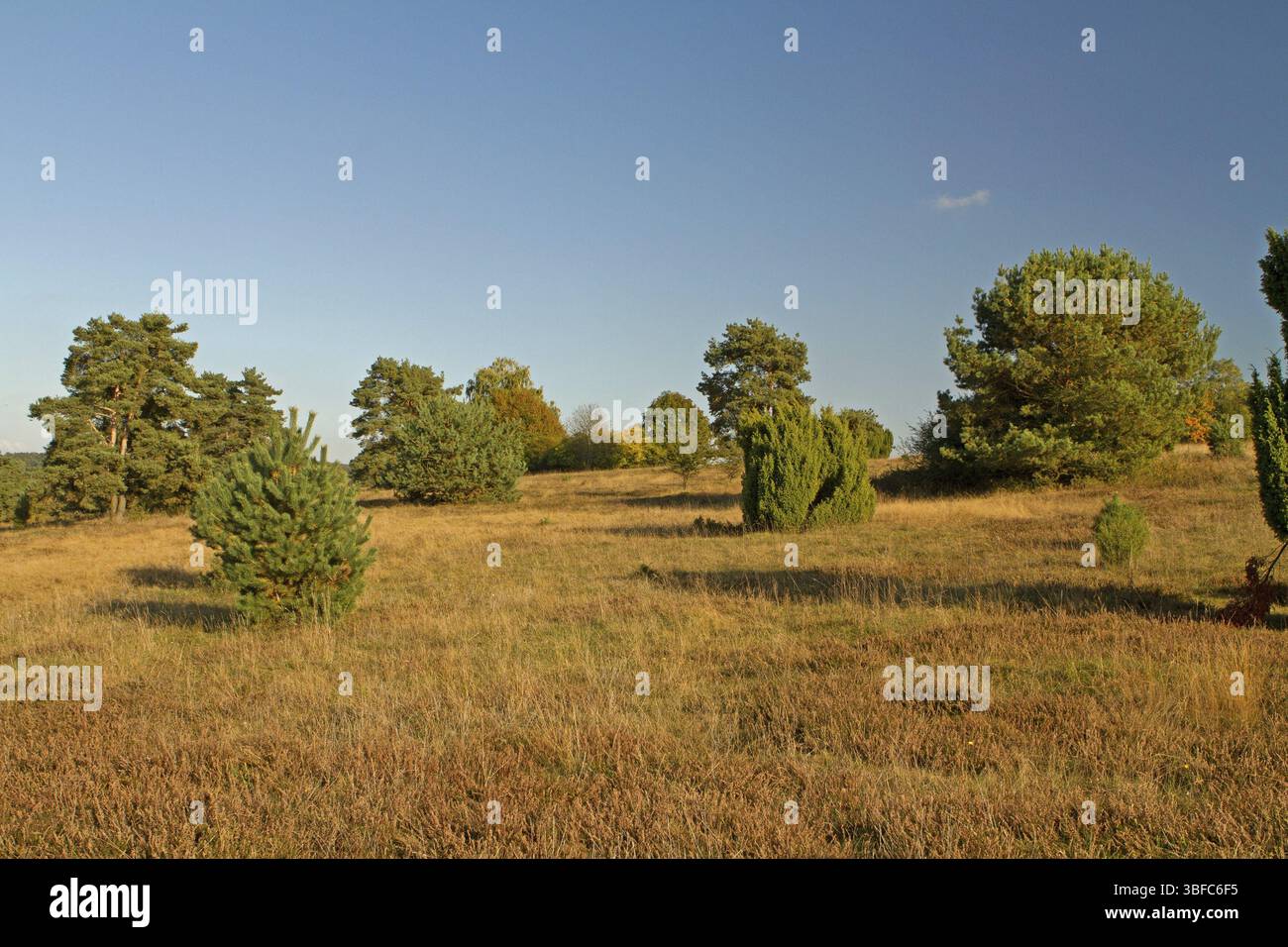 Grassland and dry heath hi-res stock photography and images - Alamy