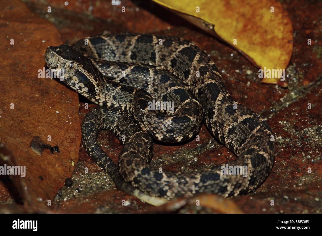 Lance adder hi-res stock photography and images - Alamy