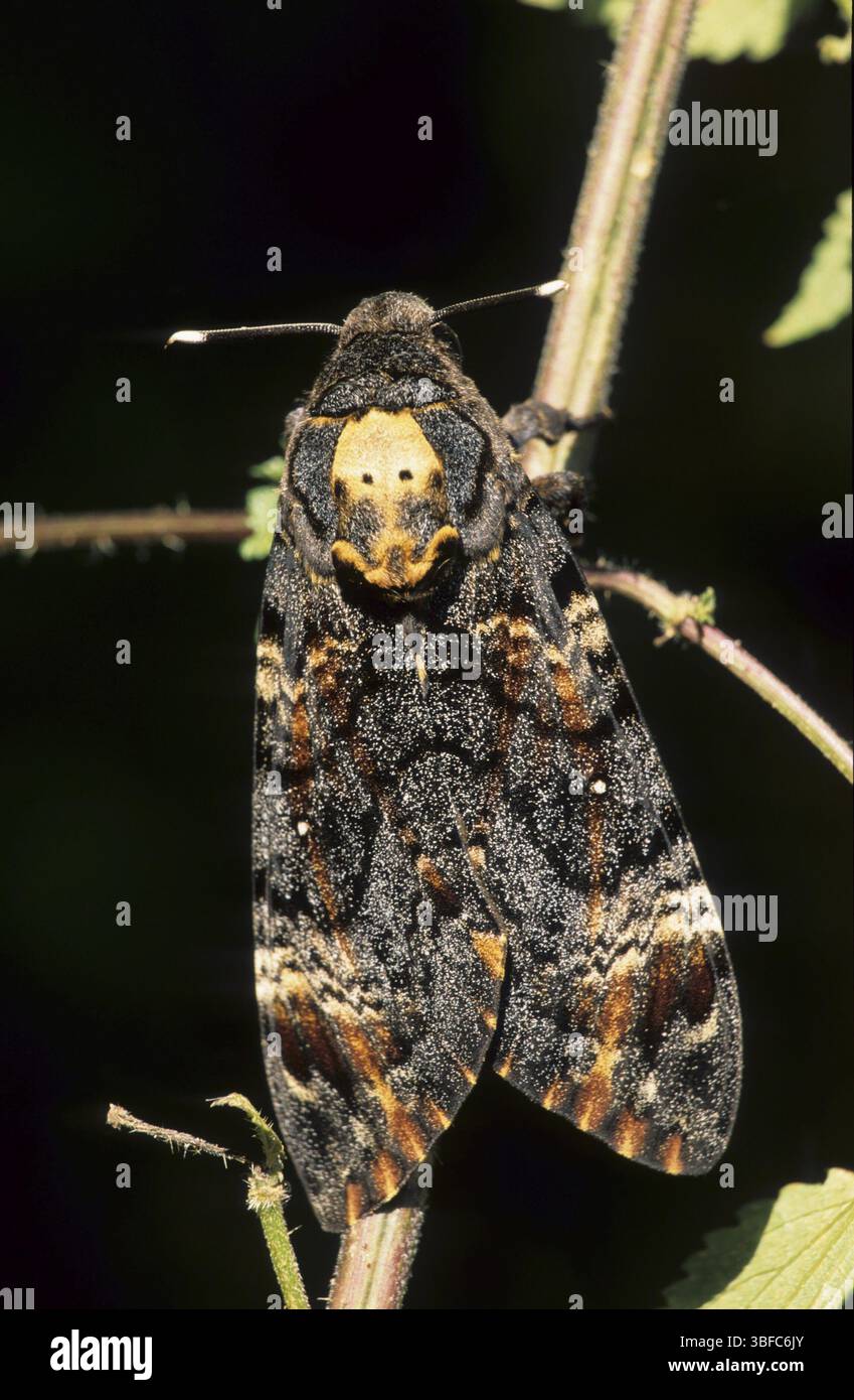 Death head hawk moth hi-res stock photography and images - Alamy