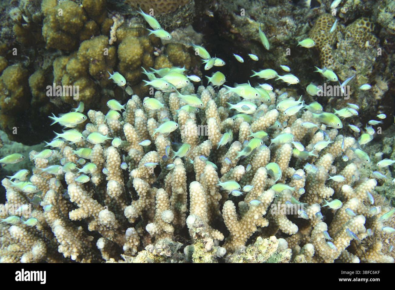 Green Chromis (Chromis viridis Stock Photo - Alamy