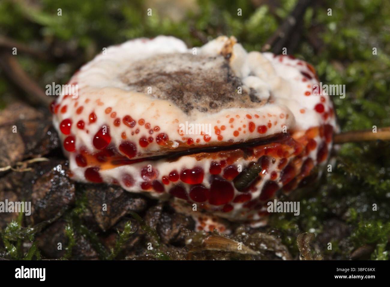 Bleeding cork stinging (Hydnellum peckii Stock Photo - Alamy