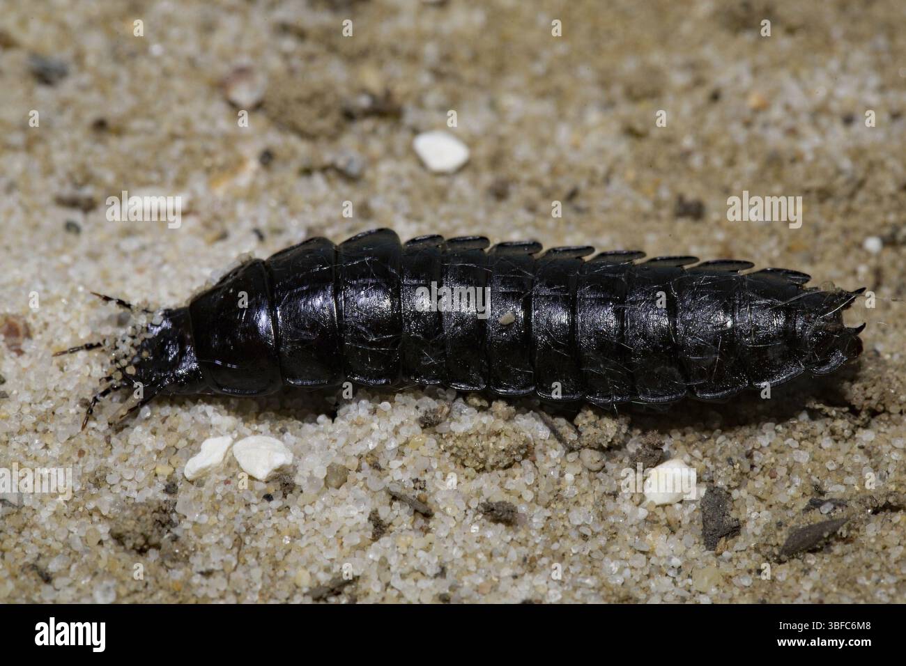 Leather ground beetle (Carabus coriaceus Stock Photo - Alamy
