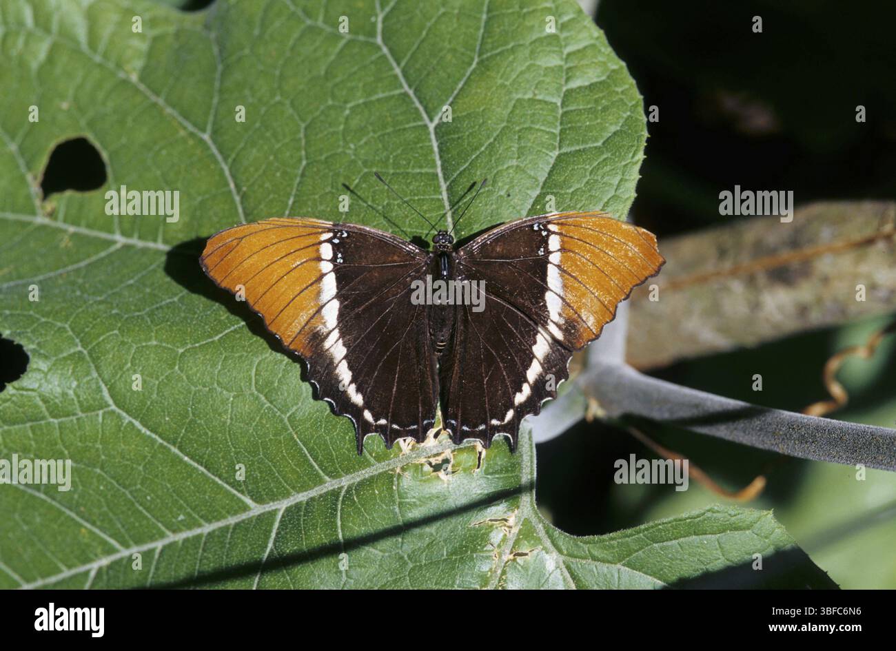 White band (Siproeta epaphus Stock Photo - Alamy