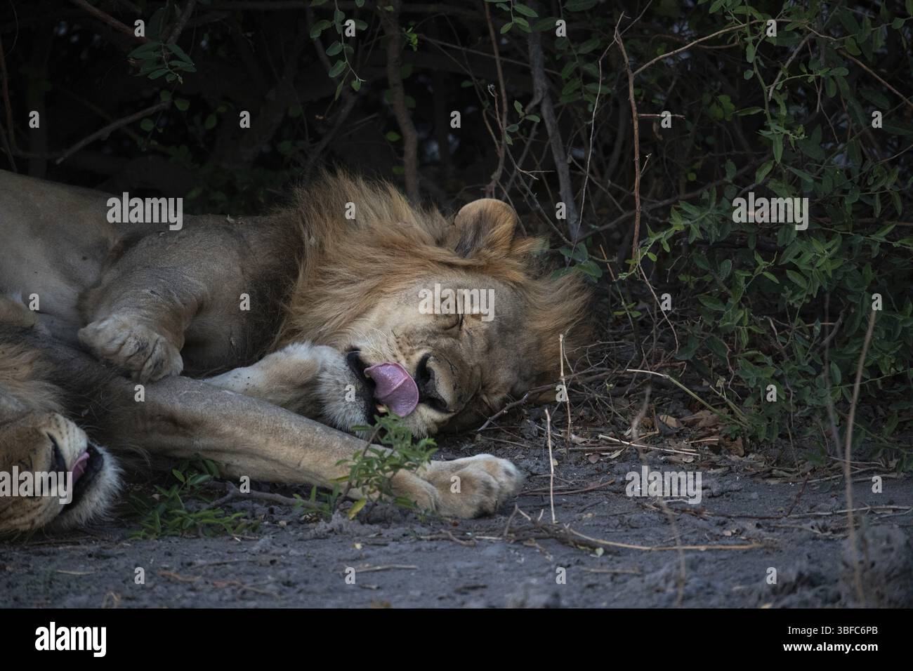 Awakening phase of a lion Stock Photo - Alamy
