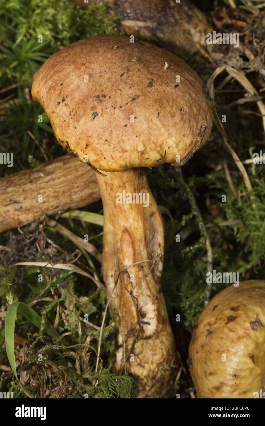 Rufous larch bolete (Suillus tridentinus Stock Photo - Alamy