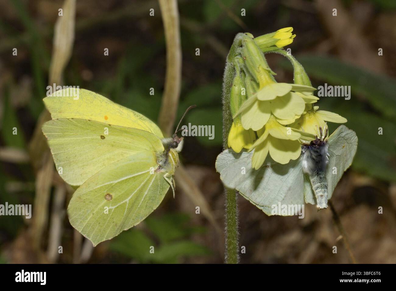 Grass yellow butterfly hi-res stock photography and images - Alamy