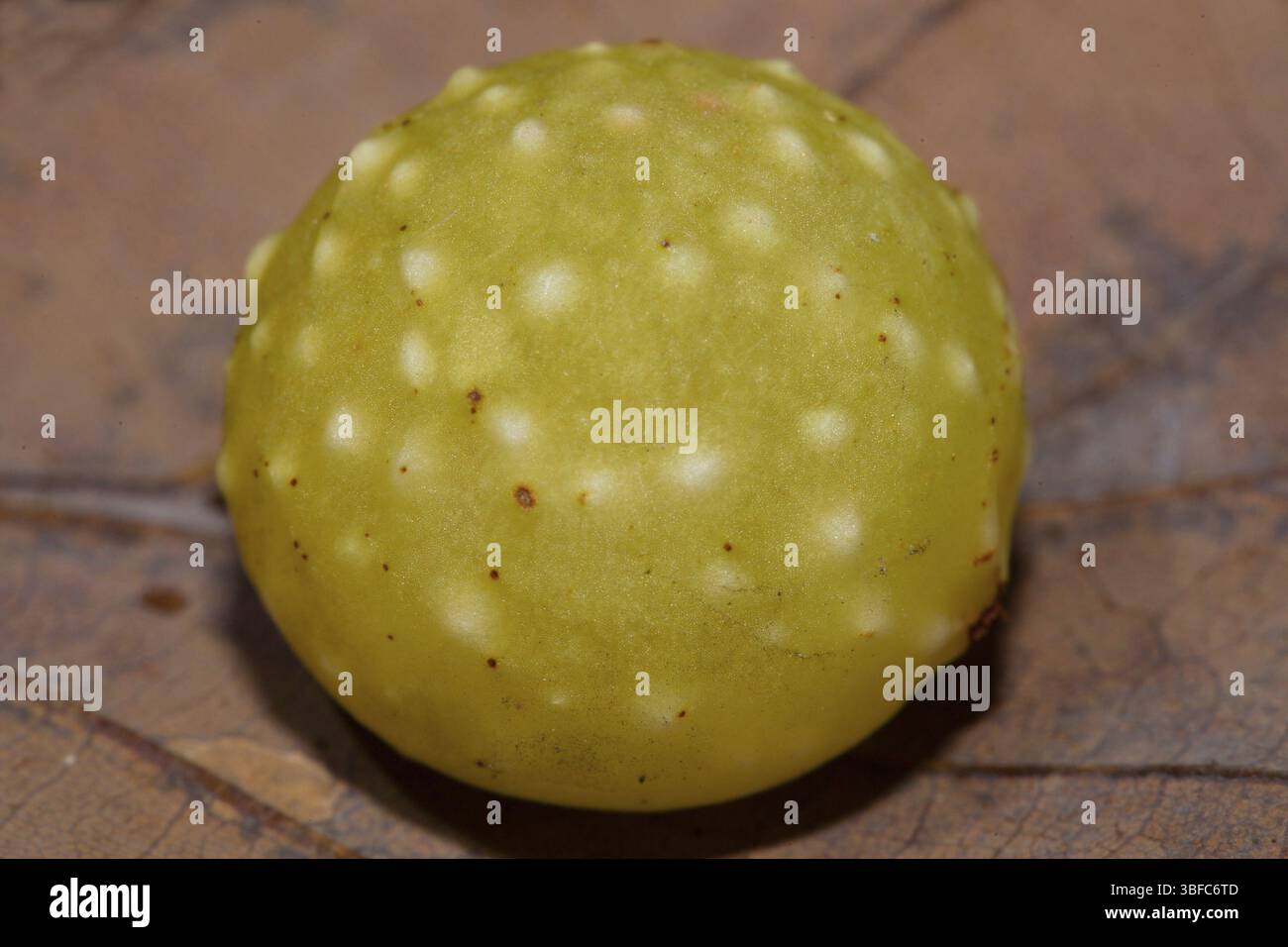 Oak gall wasp gall apple (Cynips quercusfolii Stock Photo - Alamy