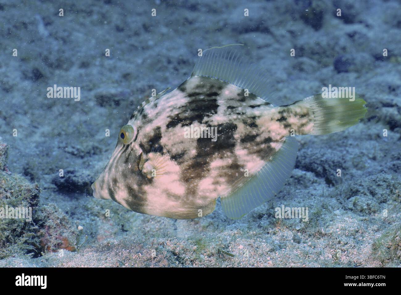 Brown filefish (Stephanolepis hispidus Stock Photo - Alamy