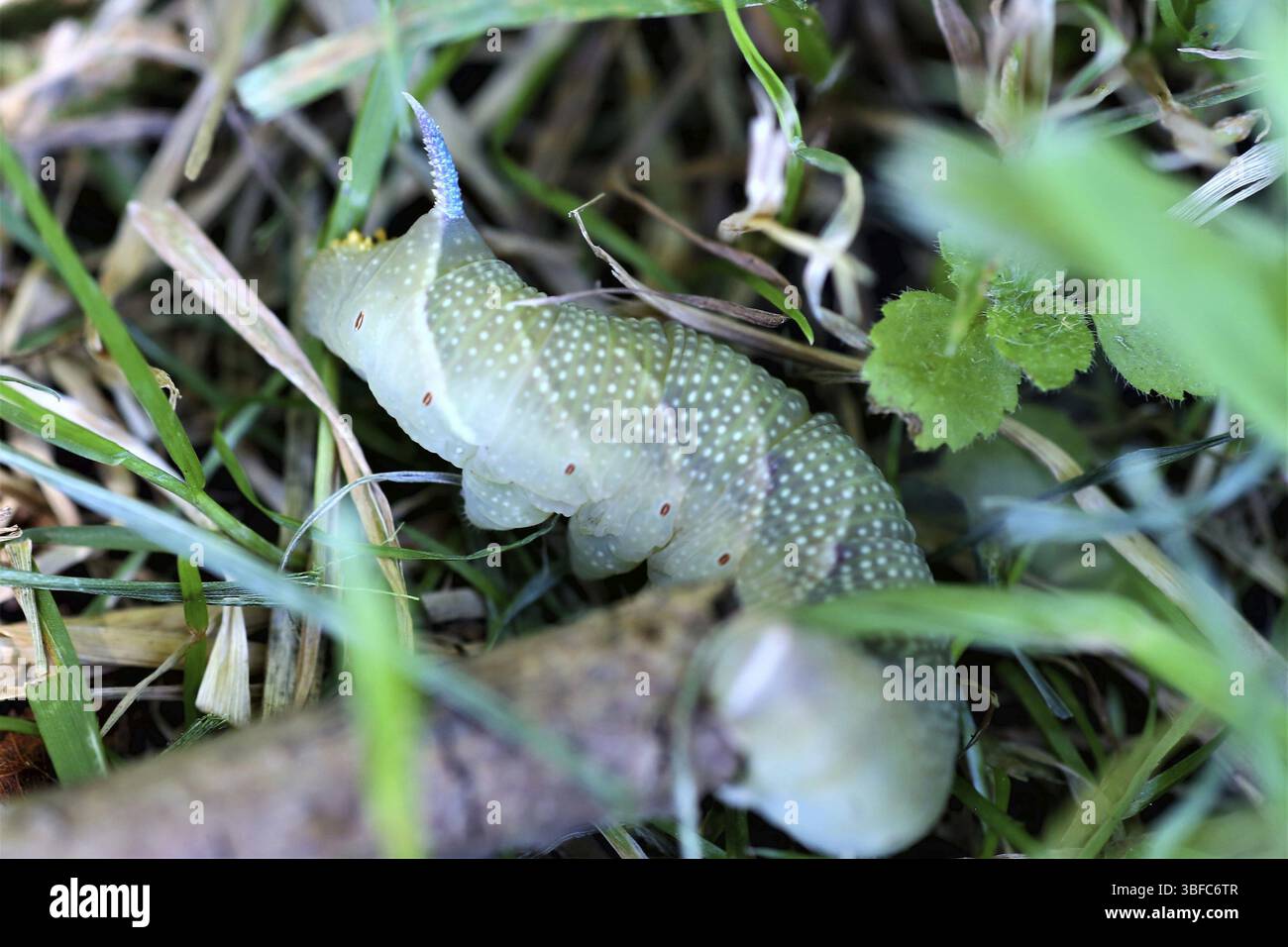Lime hawk moth caterpillar (Mimas tiliae Stock Photo - Alamy