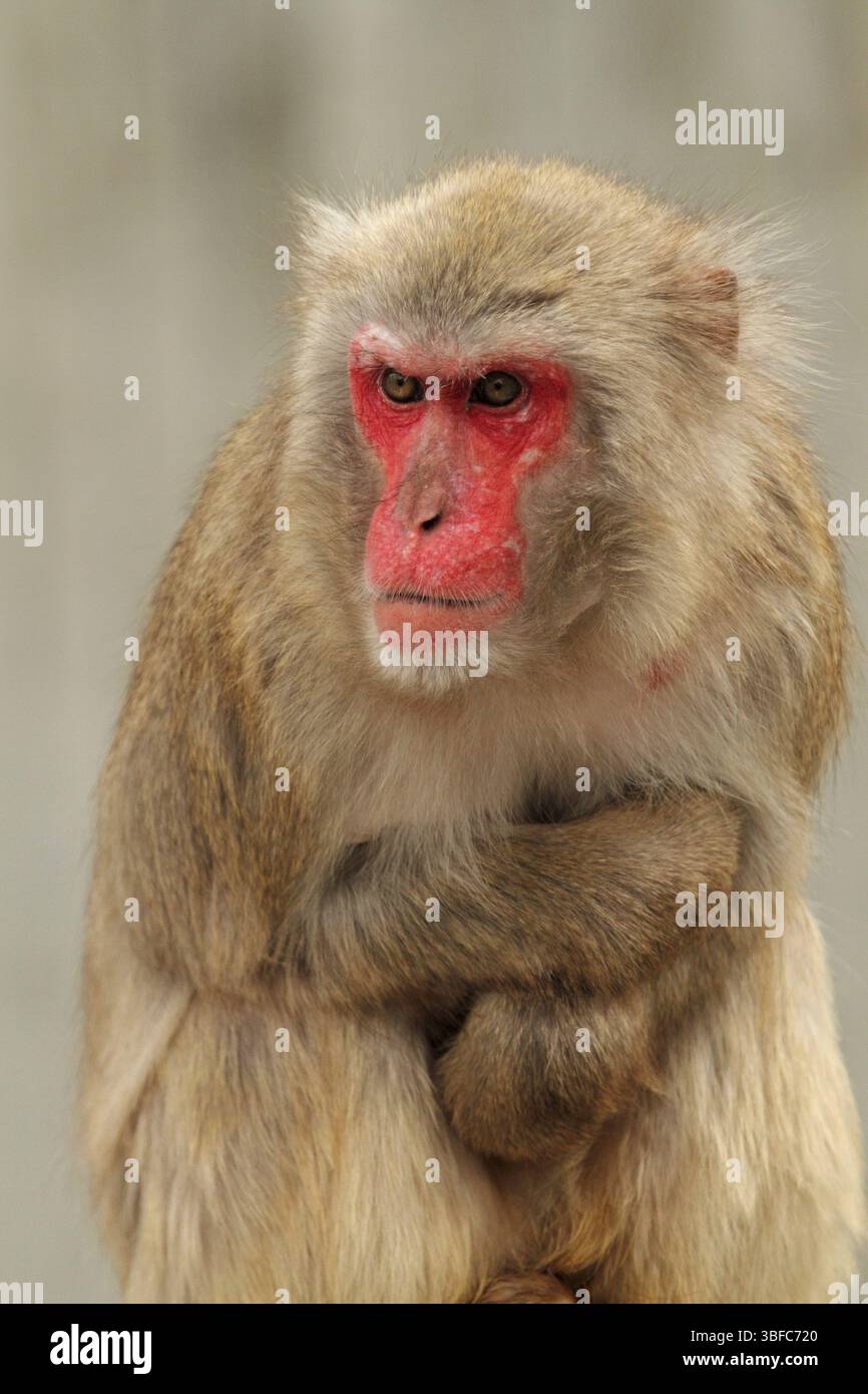 Red-faced macaque (Macaca fuscata Stock Photo - Alamy