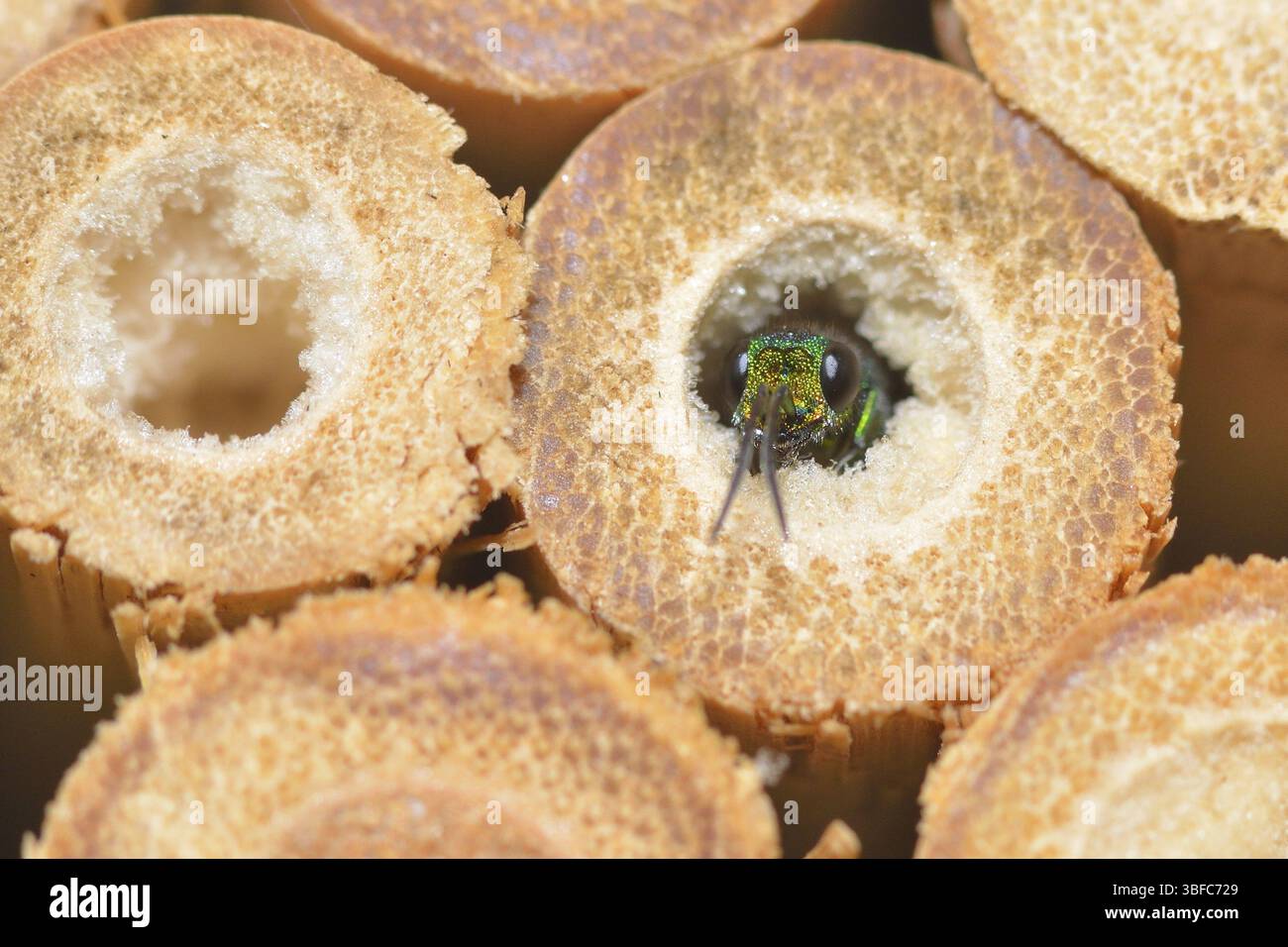 Chrysis species hi-res stock photography and images - Alamy