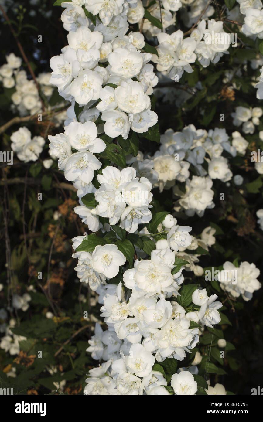 True jasmine (Jasminum officinale Stock Photo - Alamy