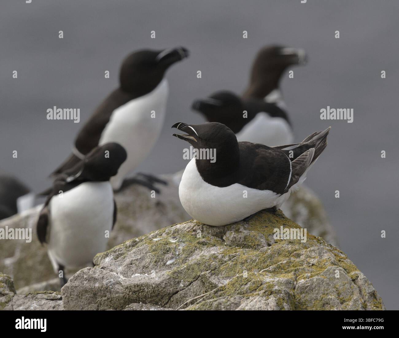 Razorbill photography hi-res stock photography and images - Alamy