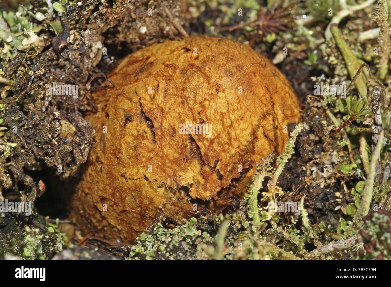 Yellowish bearded truffle (rhizopogon-luteolus Stock Photo - Alamy
