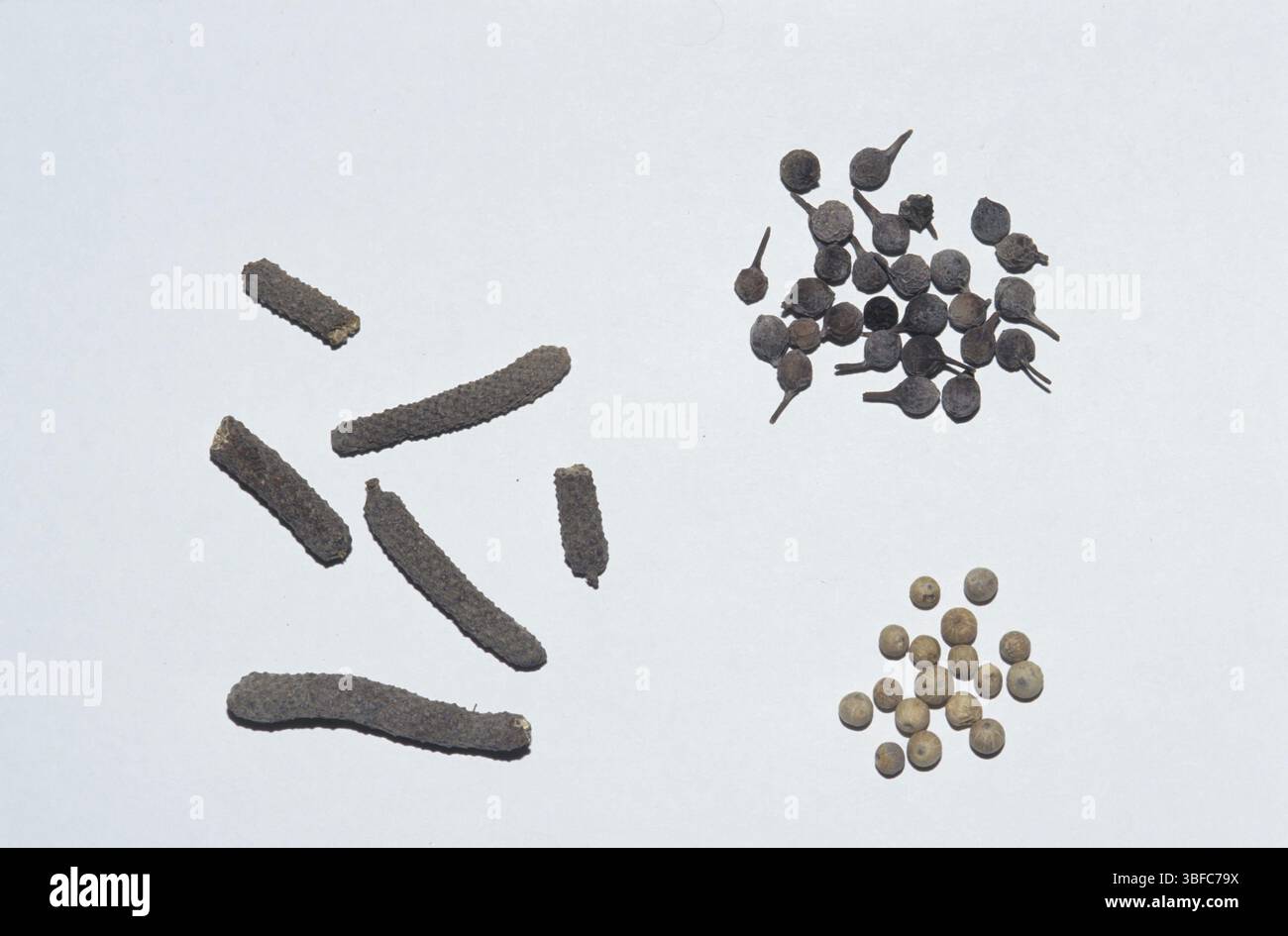 Long pepper, black pepper, white pepper (parent plants: Piper spp Stock ...