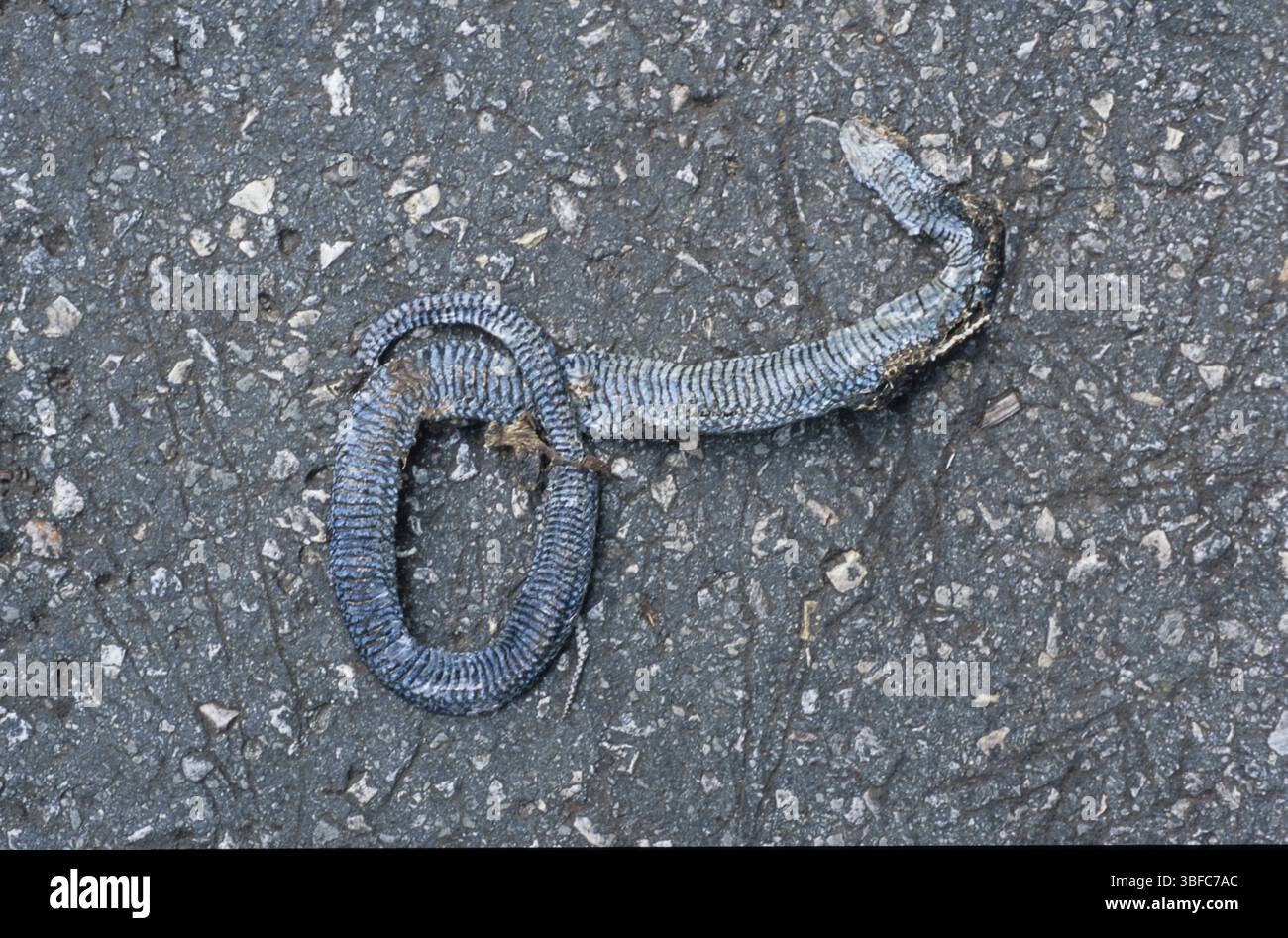Dead snake (Serpentes Stock Photo - Alamy