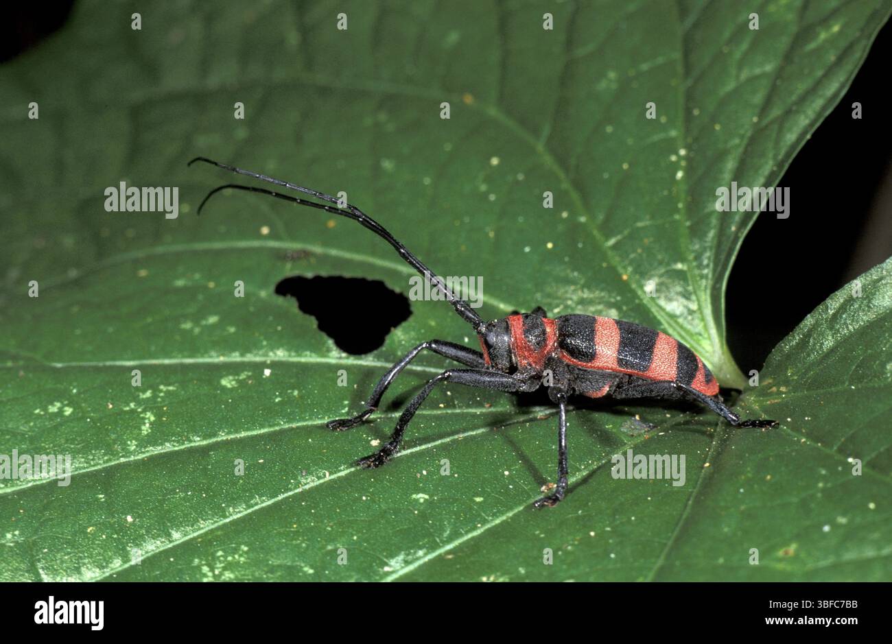 Coleoptera cerambycidae hi-res stock photography and images - Alamy