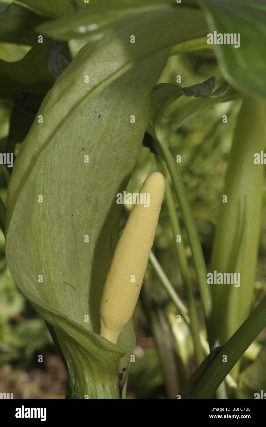 Common arum (Arum maculatum Stock Photo - Alamy