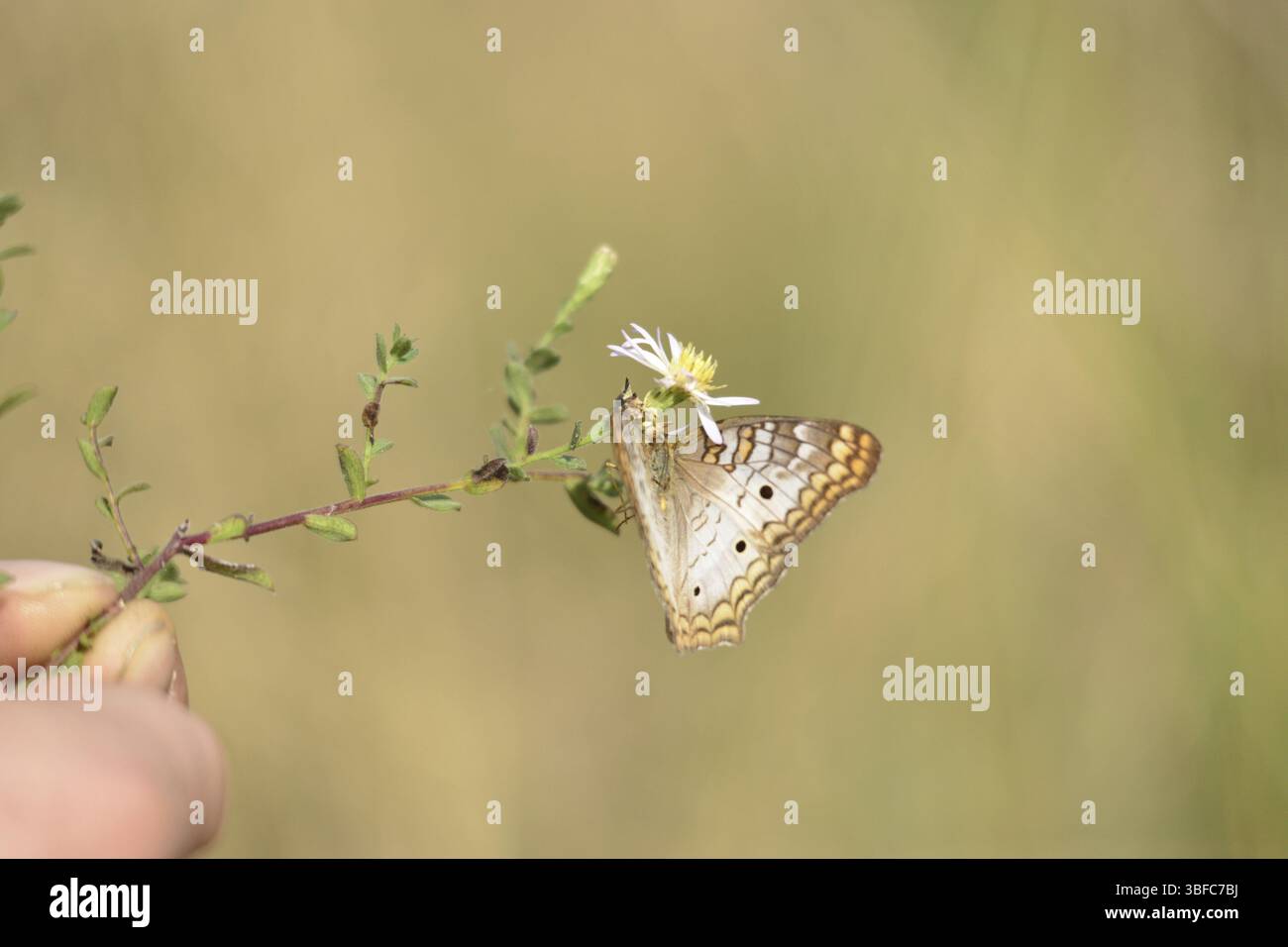 Florida noble butterfly with crab spider (Anartia jatrophae Stock Photo ...