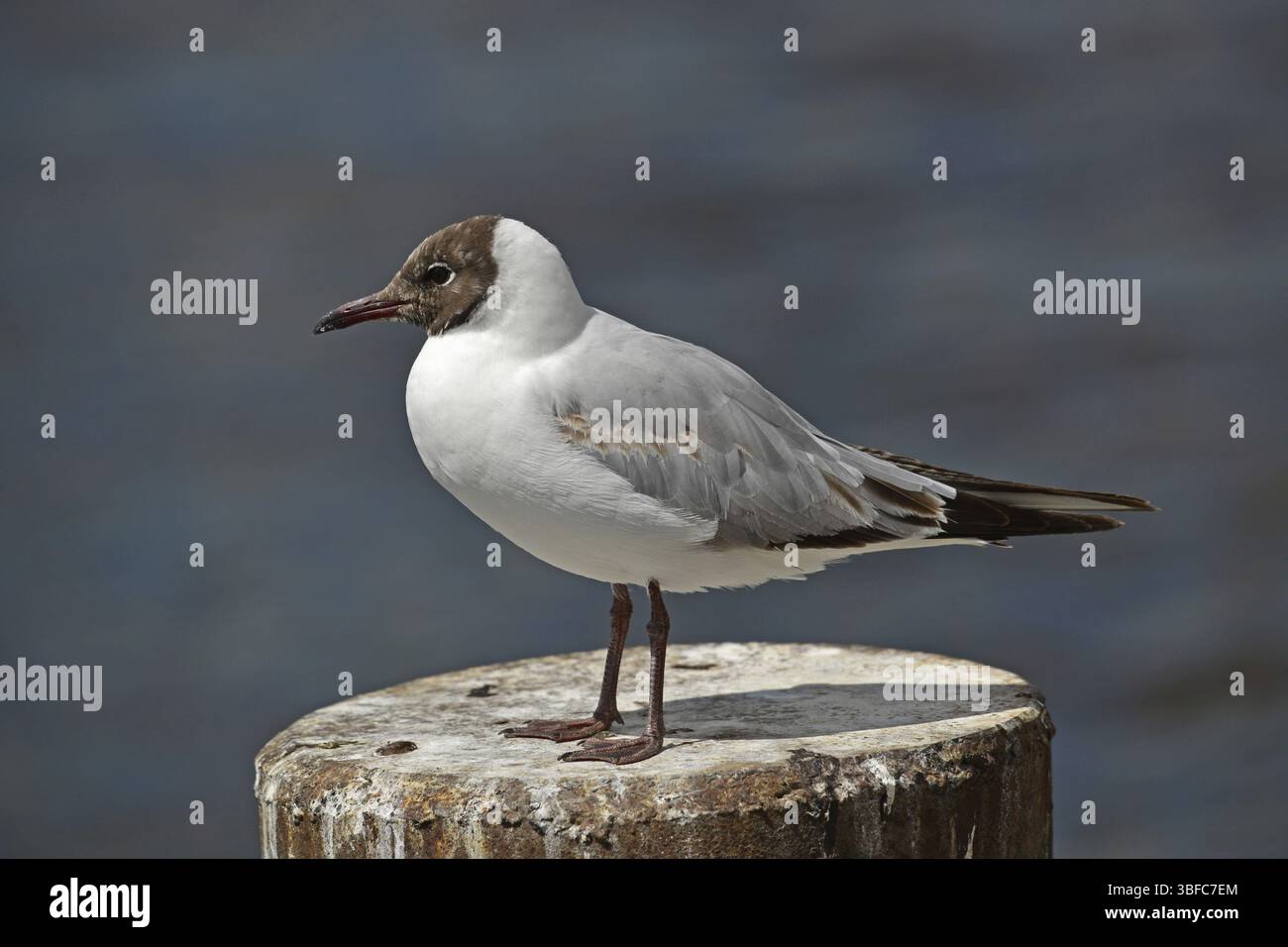 Black-headed Black-headed Gull (1st summer plumage) (Chroicocephalus ...