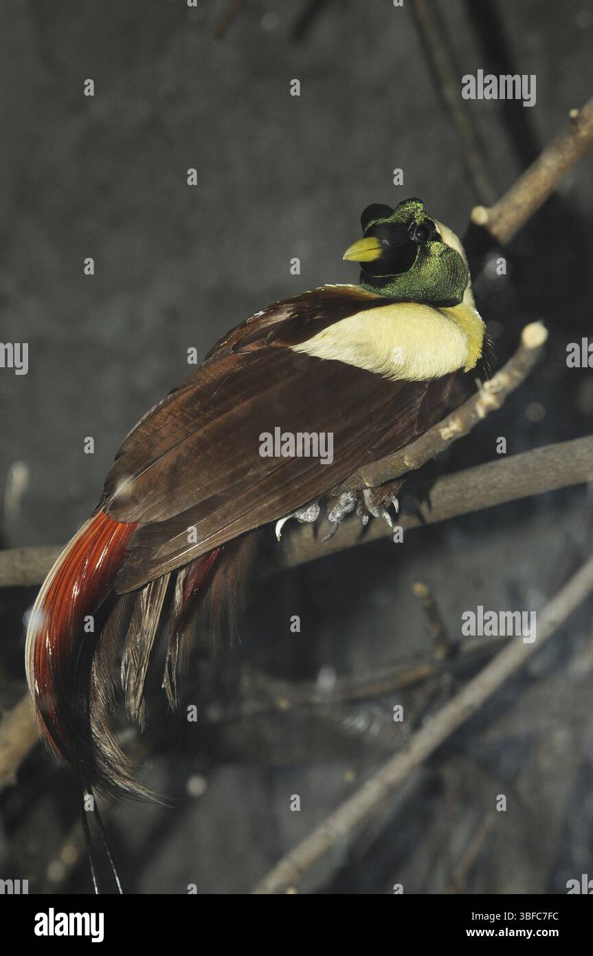 Red bird-of-paradise (Paradisaea rubra Stock Photo - Alamy