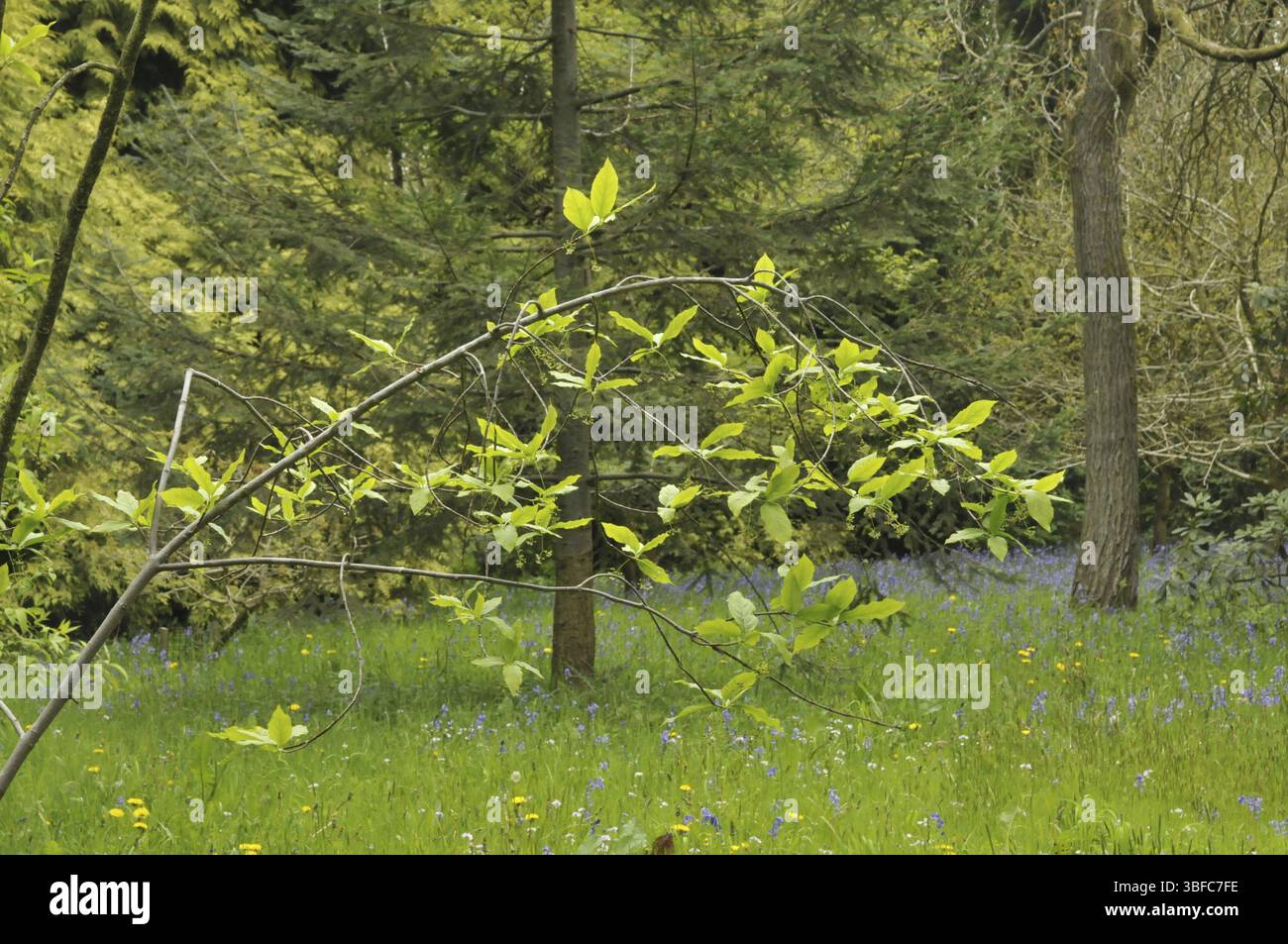 Alpine spindle bush (Euonymus latifolius Stock Photo - Alamy