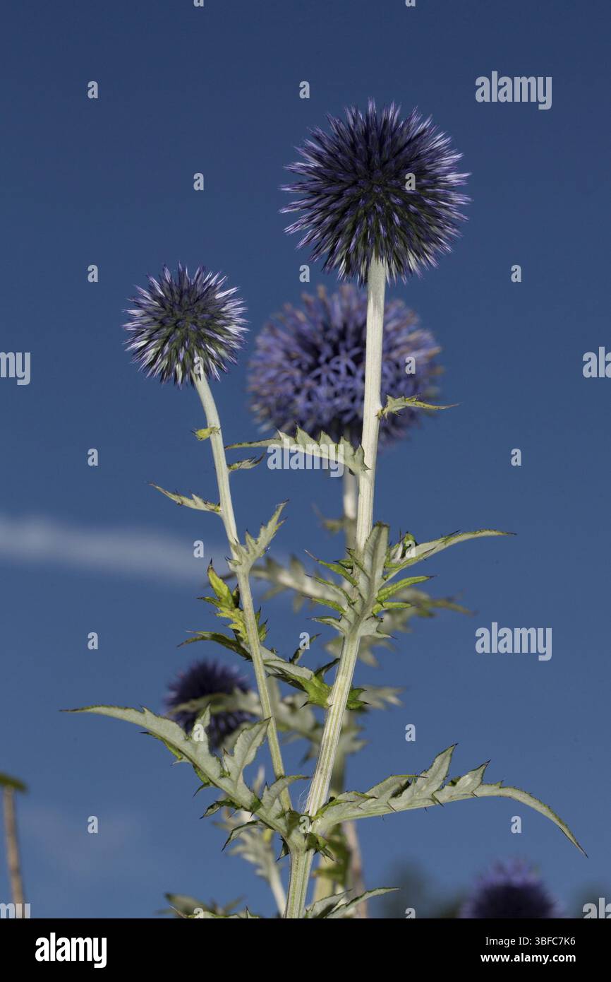 Echinops bannaticus ritro hi-res stock photography and images - Alamy
