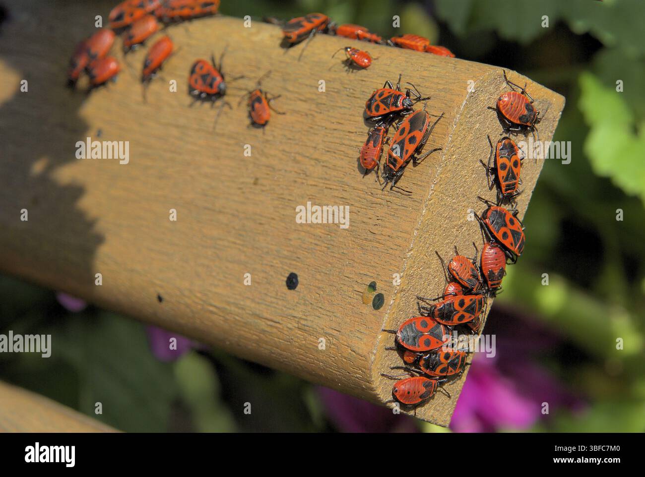 Fire bugs (pyrrhocoris apterus Stock Photo - Alamy