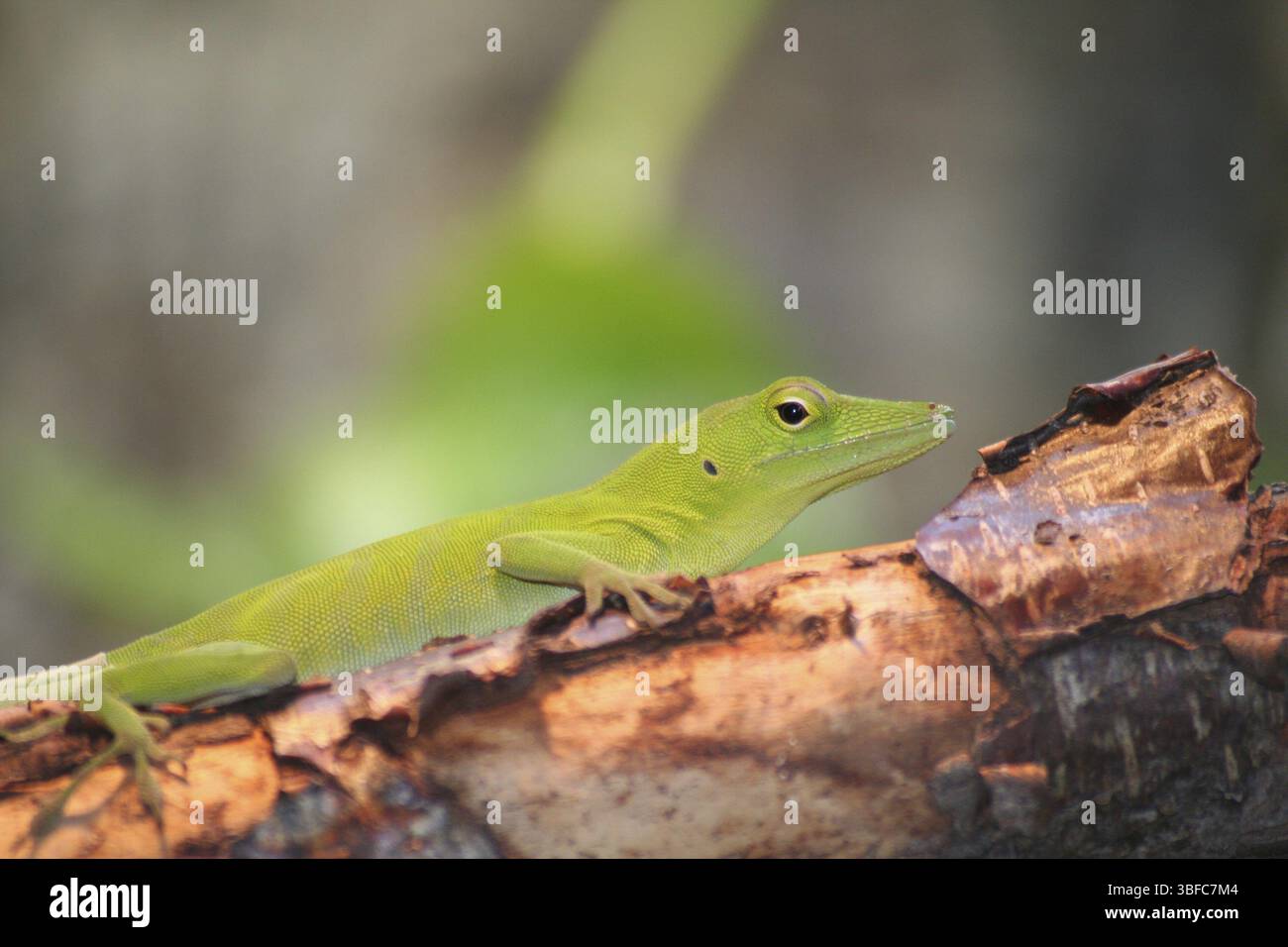 Anolis garmani hi-res stock photography and images - Alamy