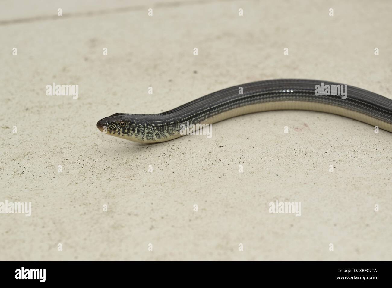 Eastern glass lizard (Ophisaurus ventralis Stock Photo - Alamy