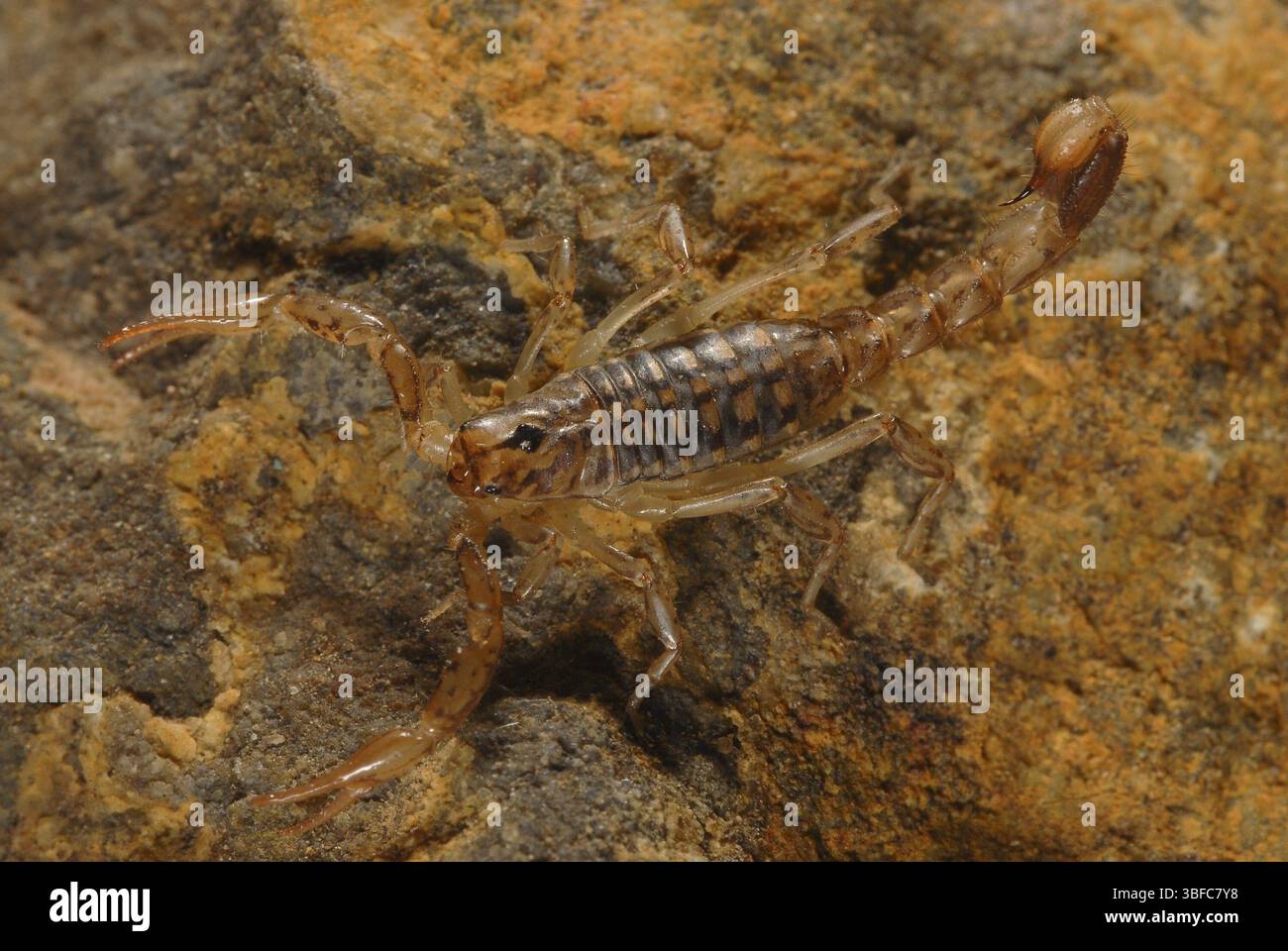 Bark scorpion (Centruroides sp Stock Photo - Alamy