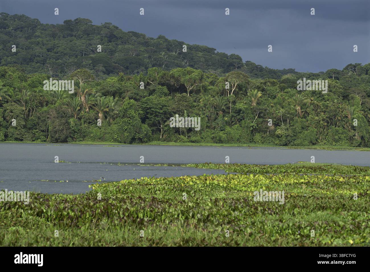 Soberania NP, Panama, Central America Stock Photo - Alamy