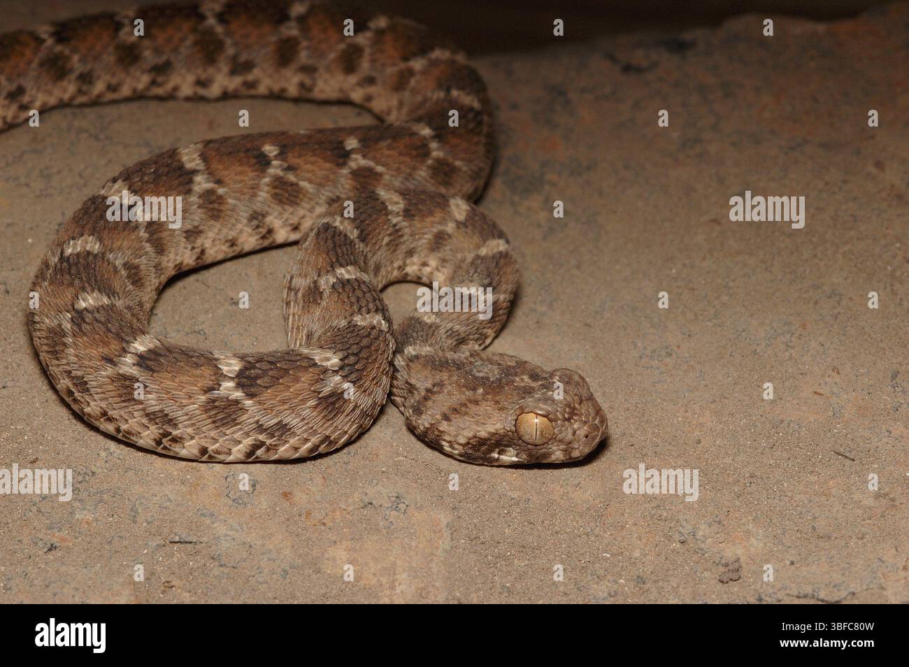 Kenya sand rattler (Echis pyramidum leakeyi Stock Photo - Alamy