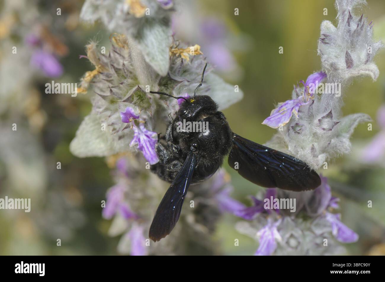 Violet carpenter bee (Xylocopa violacea Stock Photo - Alamy