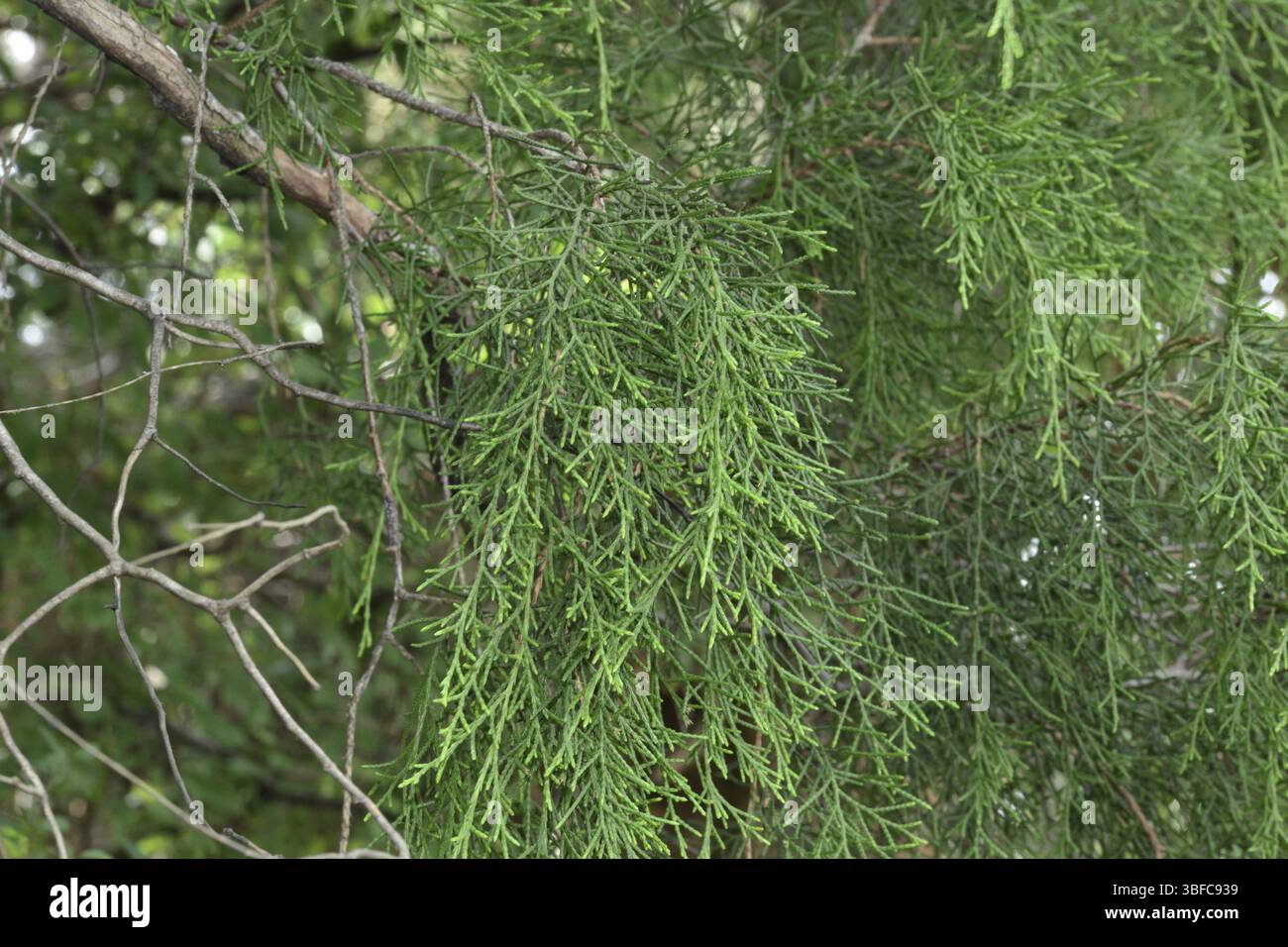 Juniperus virginiana (Juniperus silicicola Stock Photo - Alamy