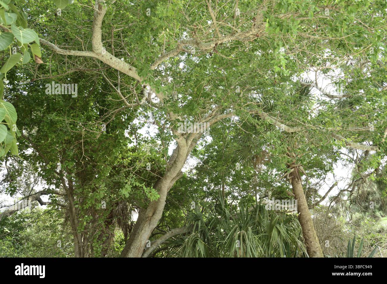 Pithecellobium hi-res stock photography and images - Alamy