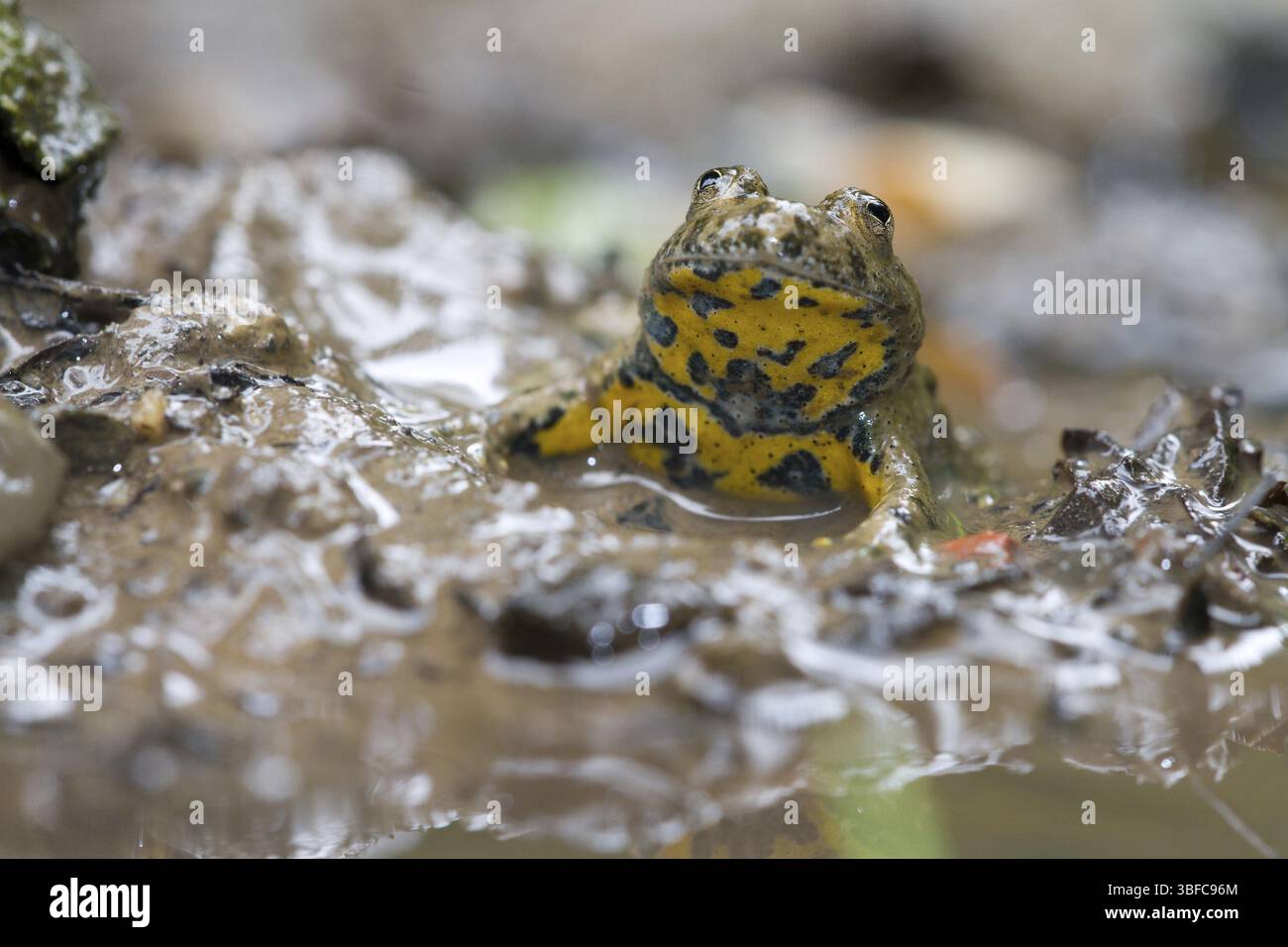 Yellow-bellied toad (Bombina variegata Stock Photo - Alamy