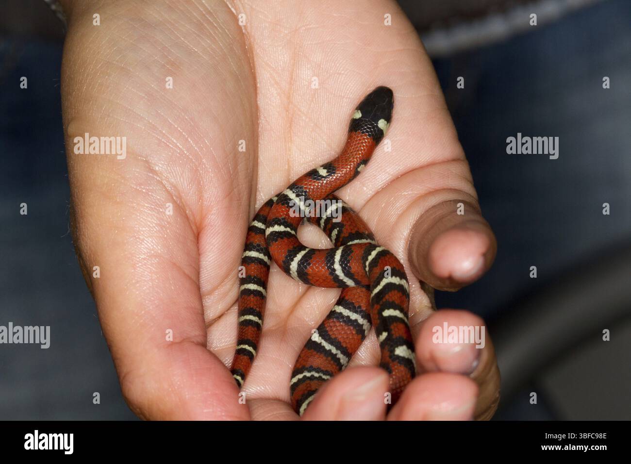 Triangular snake - young animal in the hand (Lampropeltis triangulum ...