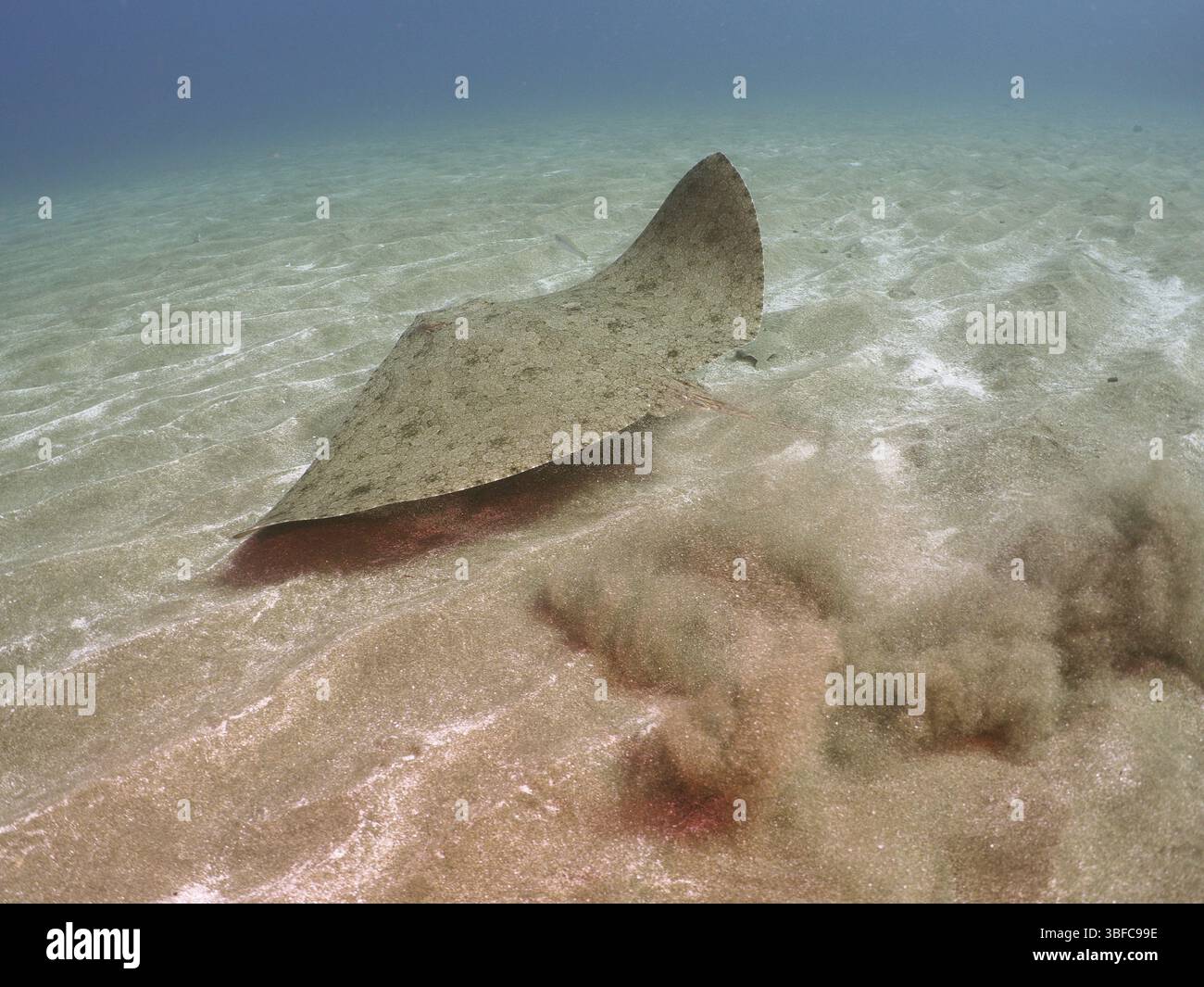 Butterfly ray (Gymnura altavela Stock Photo - Alamy