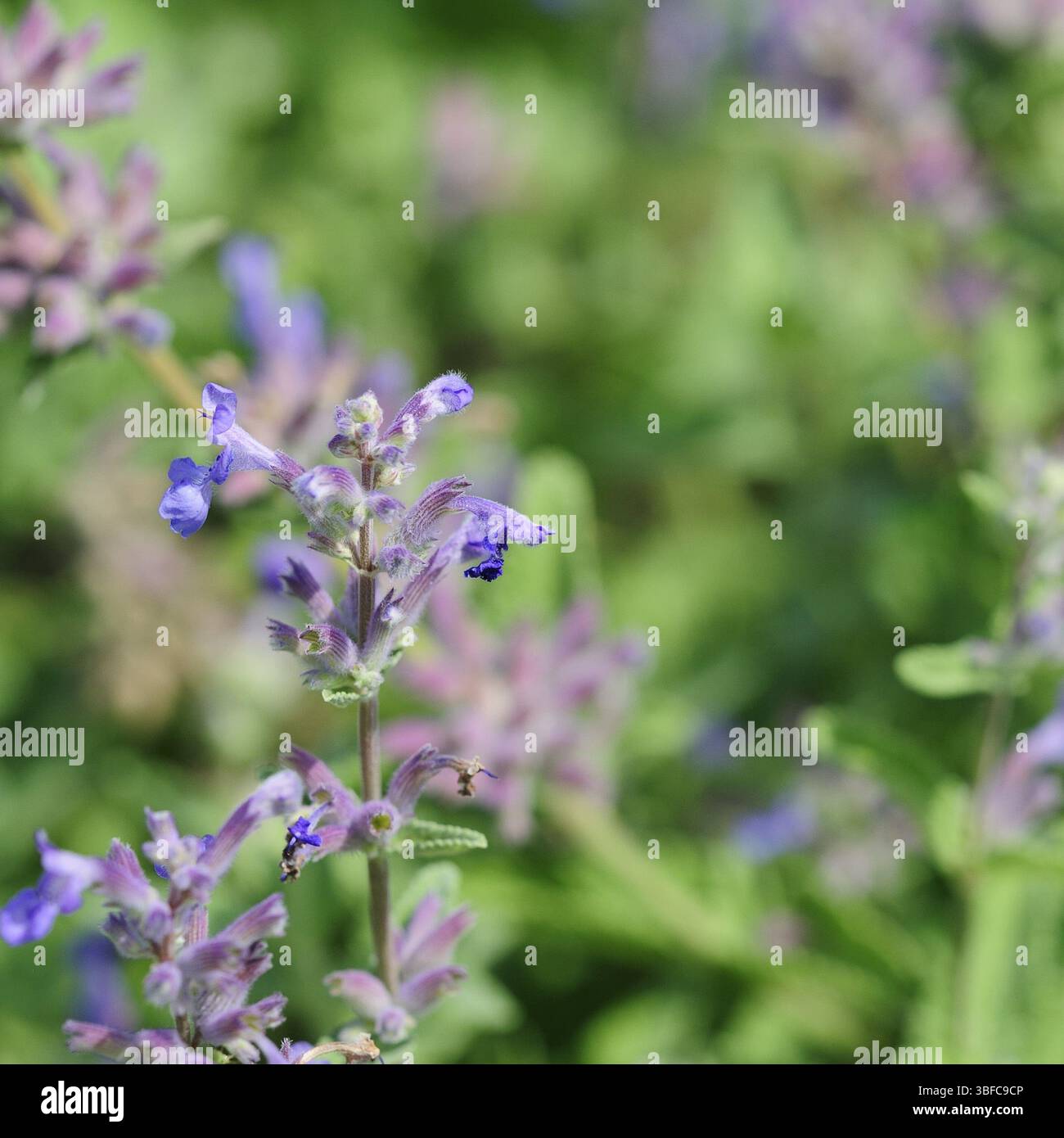 Catmint (nepeta cataria Stock Photo - Alamy
